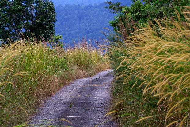 A short visit to Chikmagalur – Musings of a Wandering Mind