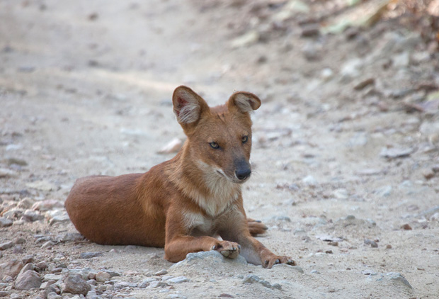Images – Wild Dogs (Dhole) – Kanha National Park – Musings of a ...