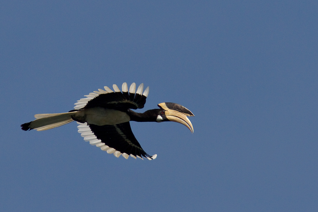 Announcing: River Tern Tour – Photography Tour of Bhadra Wildlife ...